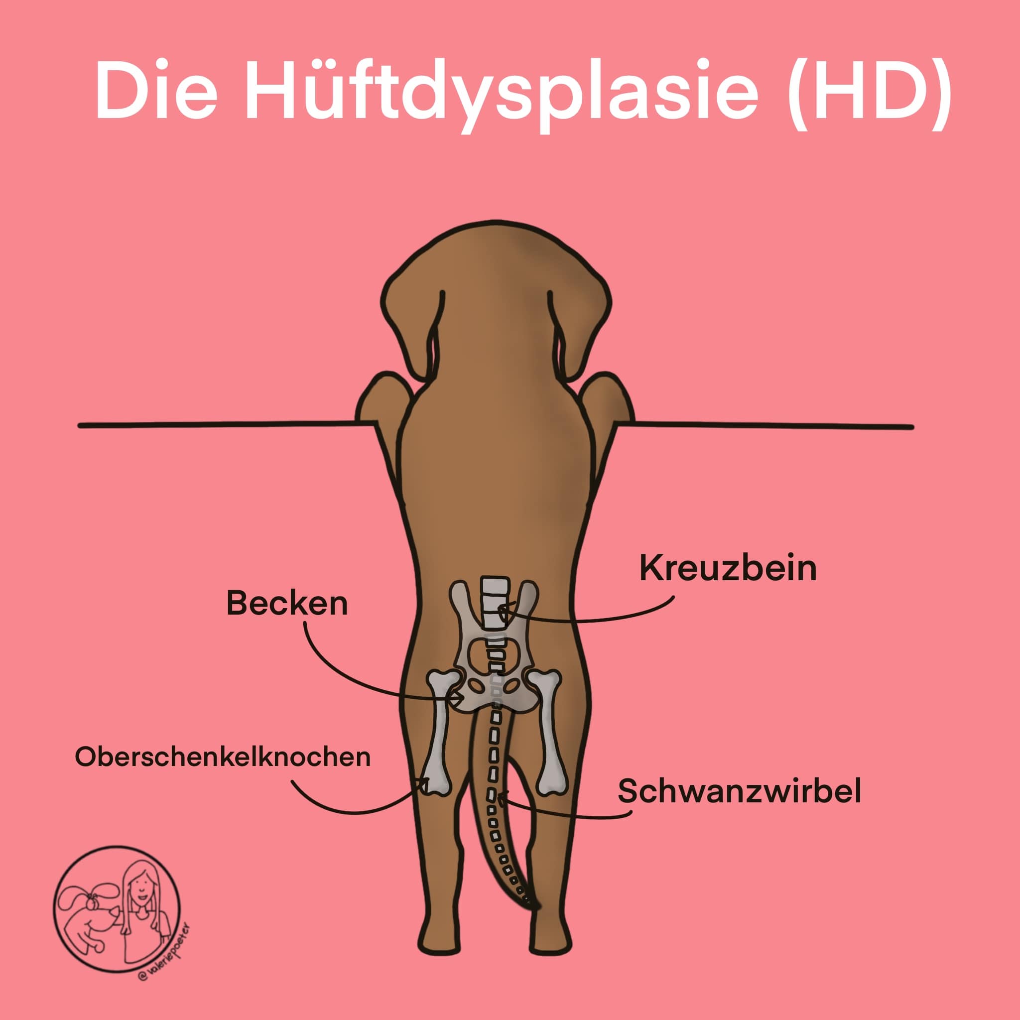 Physio Check - up - FAQ Hund - Oldenburg, Bremen und Online