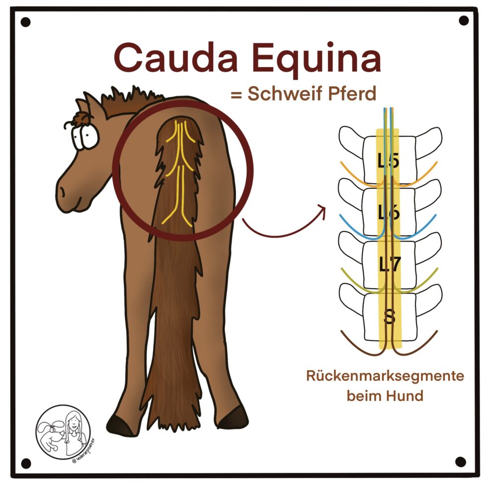 Das Cauda Equina Syndrom auf den Punkt gebracht!